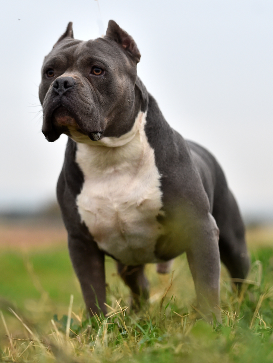 Insurance Breed Restrictions: Why Some Dogs Get a Bad Rap - Tangram ...